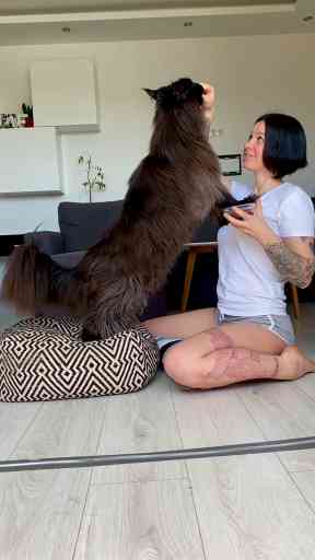 Meet Zeus: The Biggest and Most Gentle Purebred Maine Coon