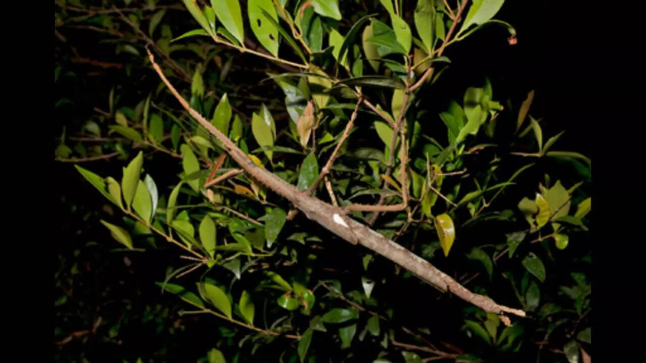 Australia's heaviest insect discovered: Meet the giant sick insect ...