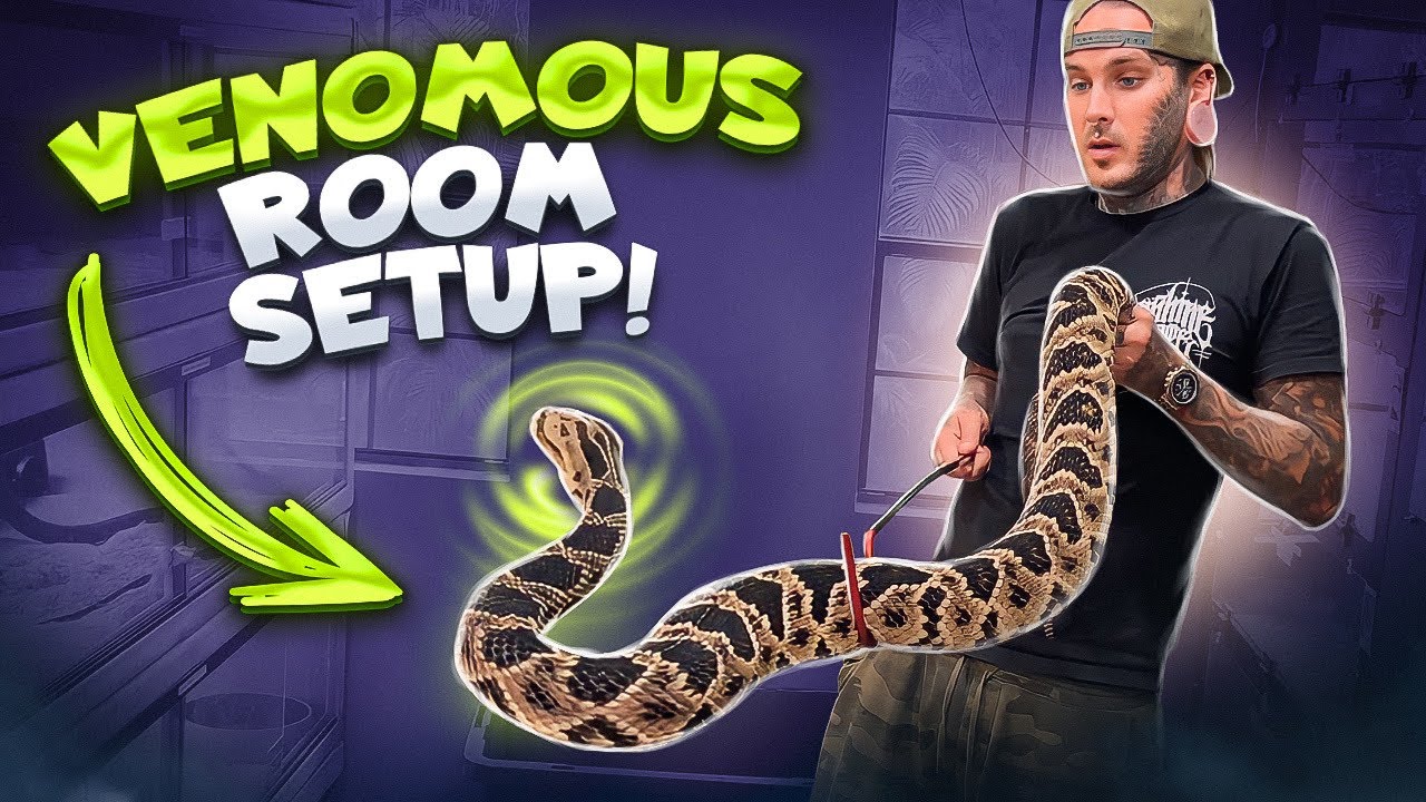 Inside the Setup of My Brand-New Venomous Reptile Building