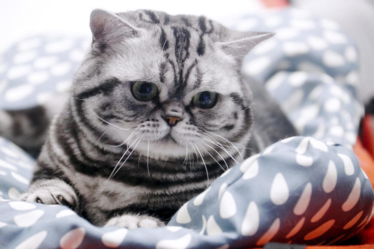 Hunt launched for Cogne cat serial killer