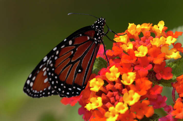 How to attract queen, swallowtail and other butterflies to your San ...