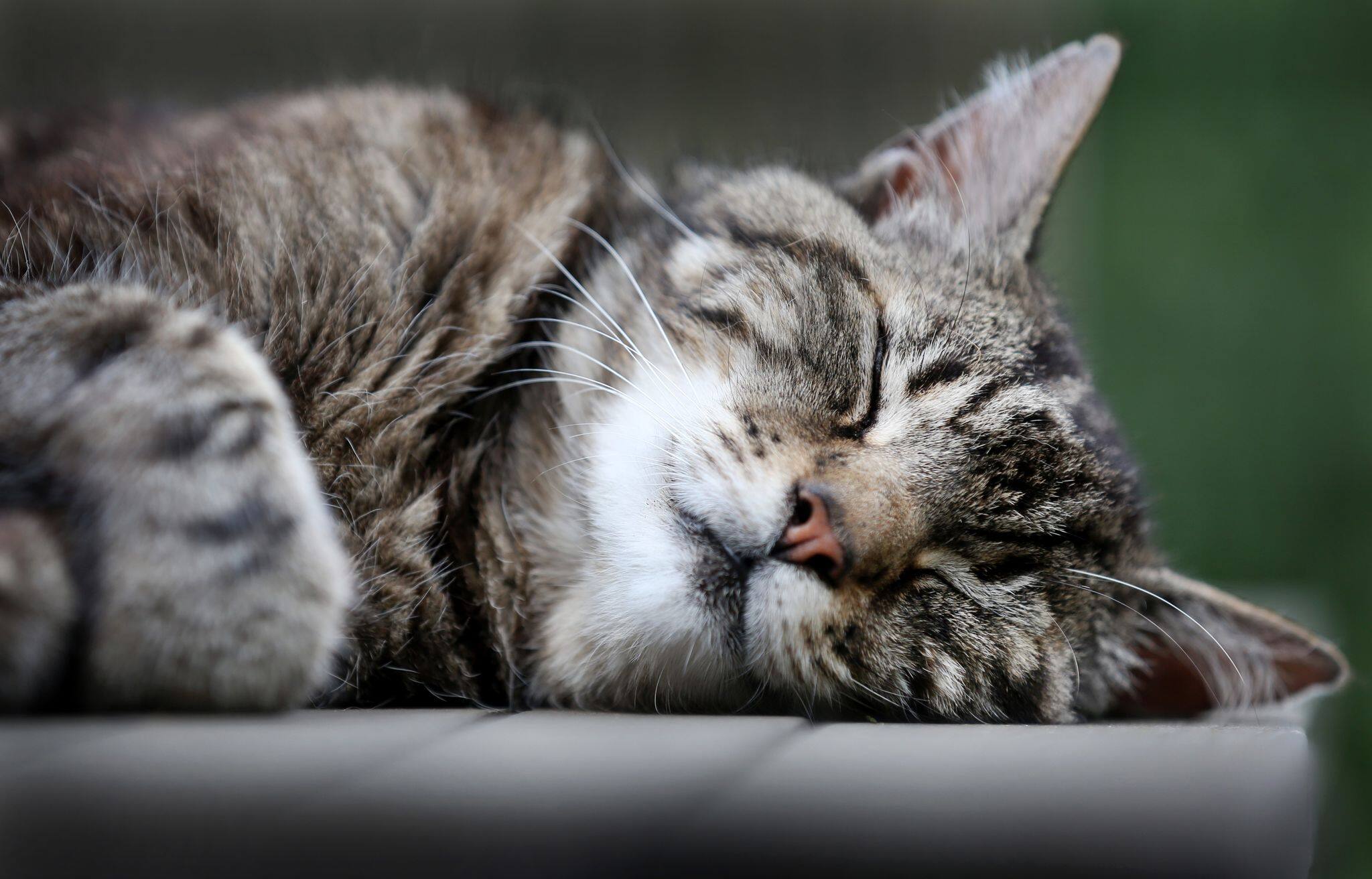 Weltkatzentag 2025: Das ist Celles schönstes Katzenbild - Alle ...
