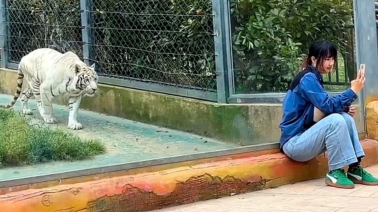 Un sigiloso y enorme tigre blanco se acerca a una niña en un zoo de China