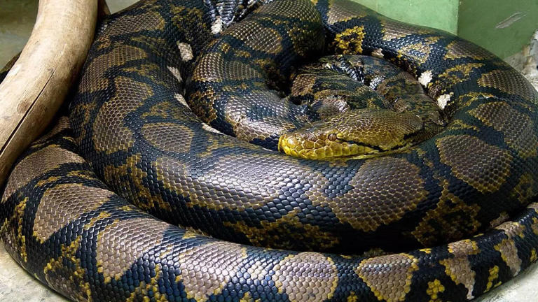 Fascinating facts about the heaviest snakes on earth