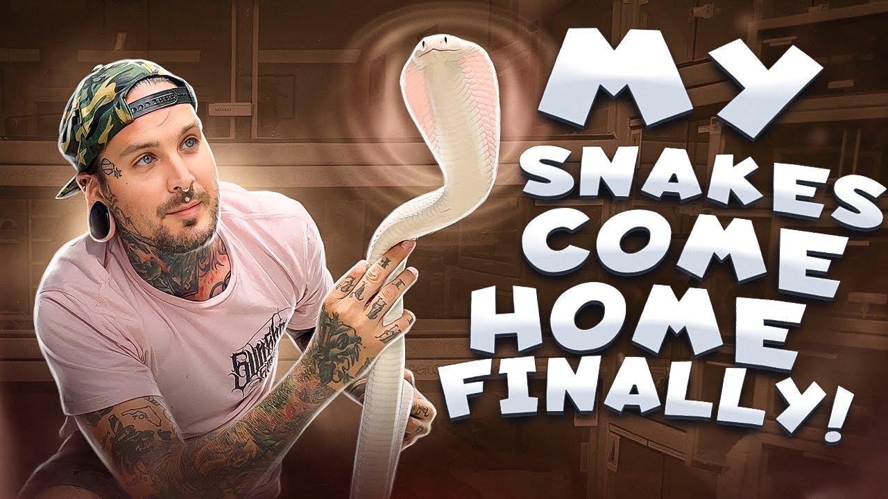 How I Safely Moved My Venomous Snakes Home