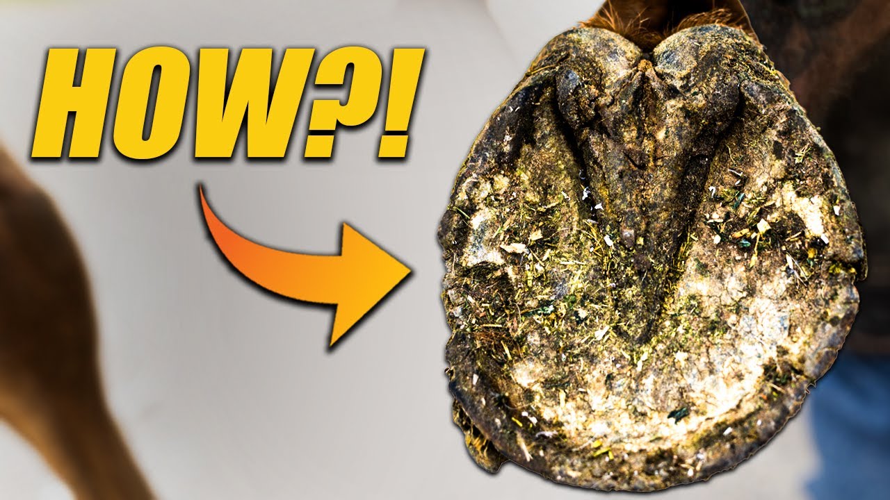 Worst Hooves I’ve Ever Trimmed – Farrier Fix for Neglected Feet