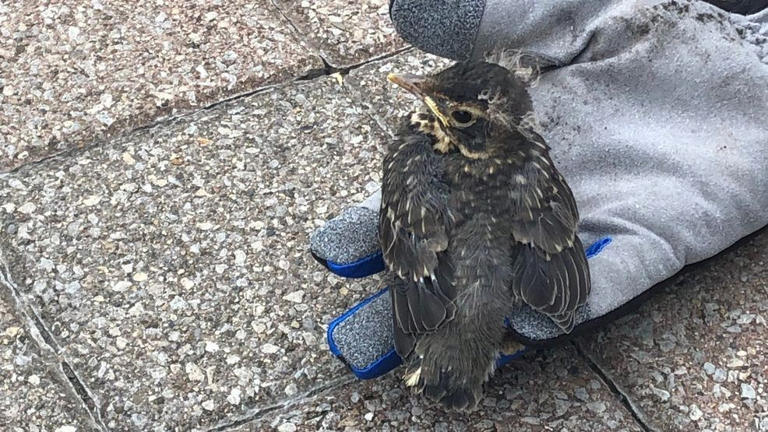 Firefighters rescue baby bird from storm drain in Franklin