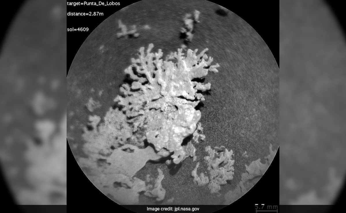 NASA's Curiosity Rover Spots Coral-Shaped Rock On Mars