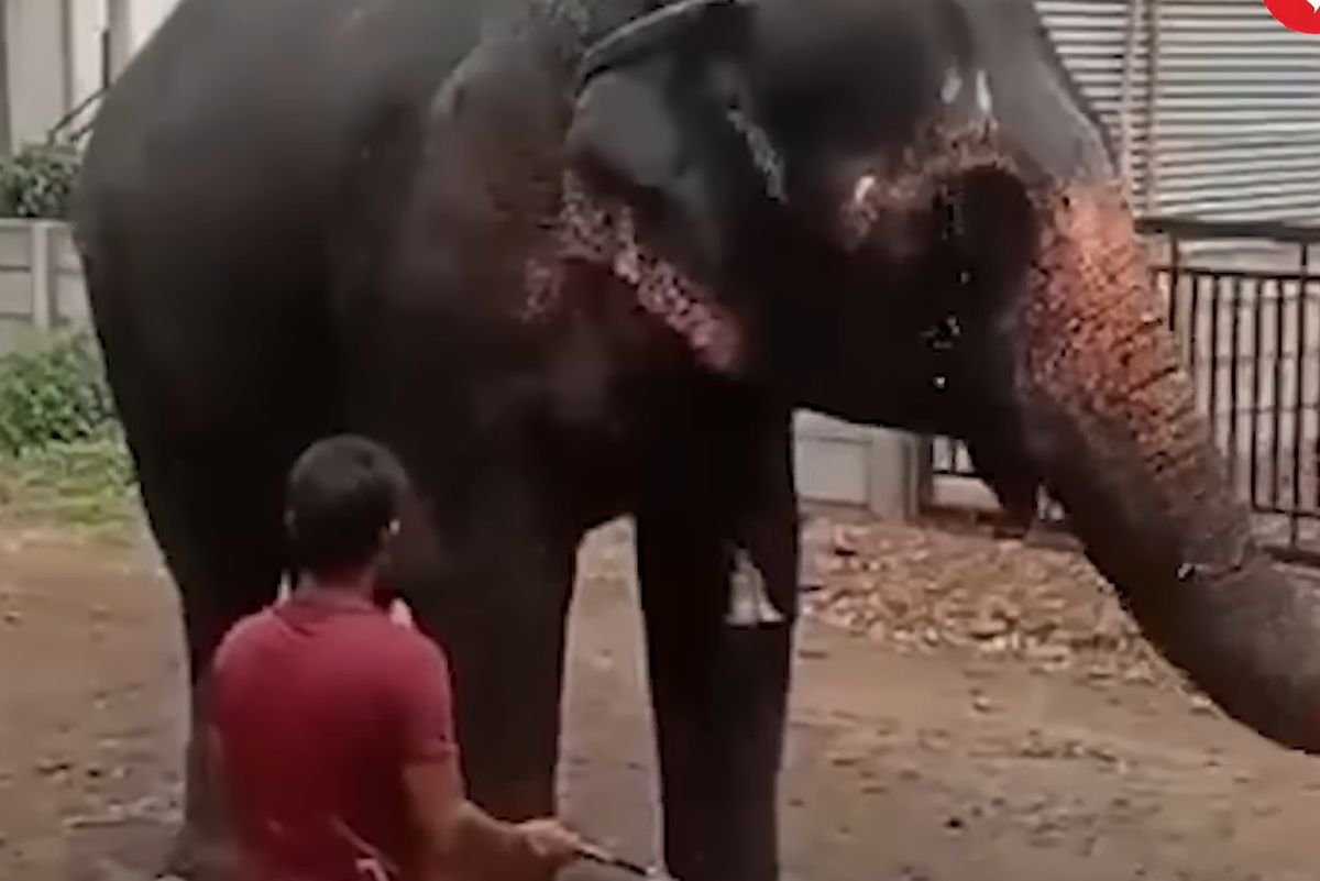 A temple elephant was finally rescued after decades of suffering and one priest’s death. But ...