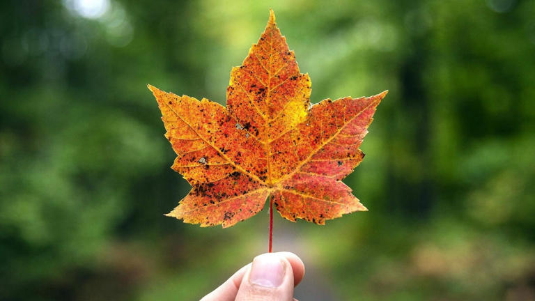 Weather words: False fall