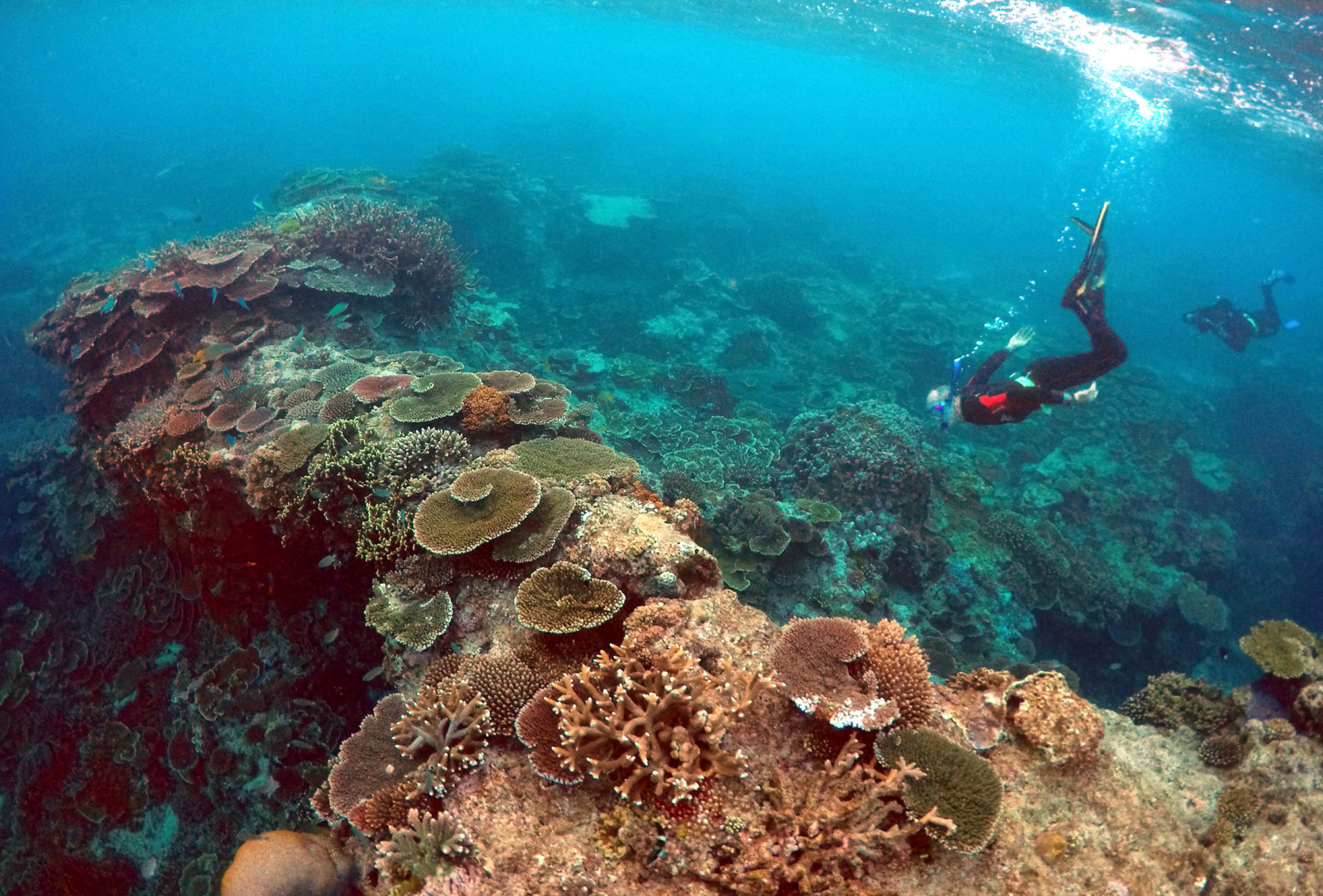 La Grande Barriera Corallina dell'Australia subisce il peggiore declino ...
