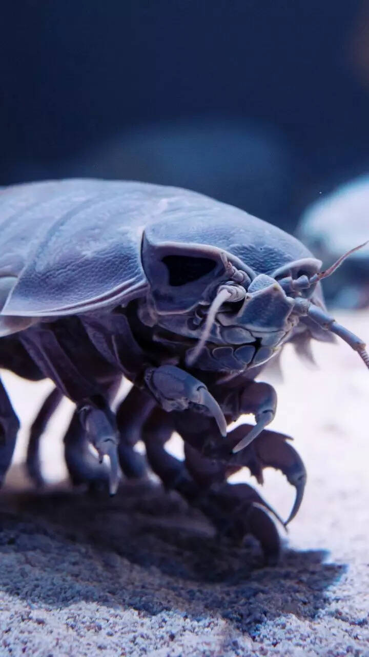 10 creatures that survive in the deepest parts of the ocean