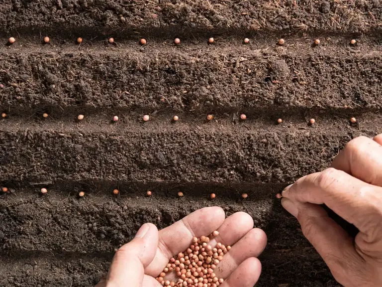 Partes de una semilla: estructuras, funciones y su importancia en la ...