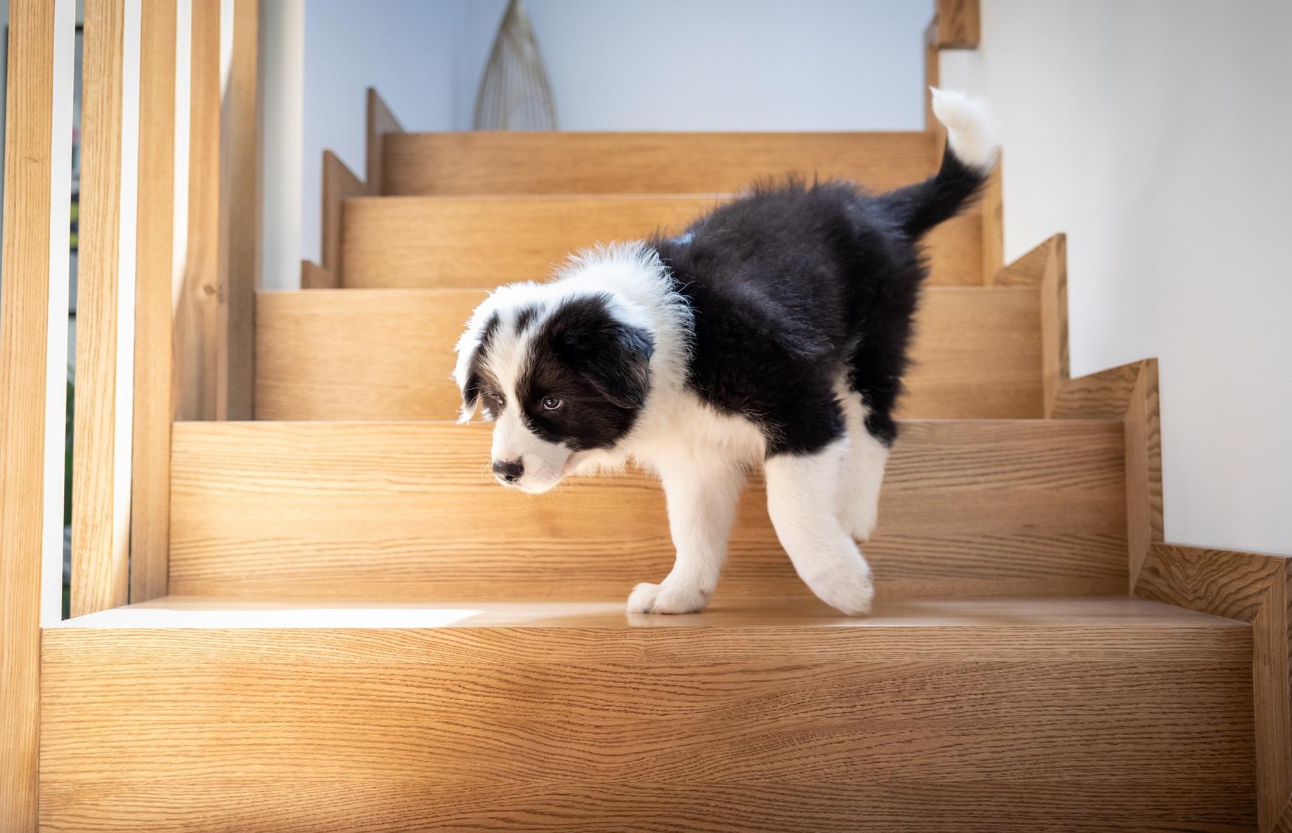 31 common household hazards that could harm your pet