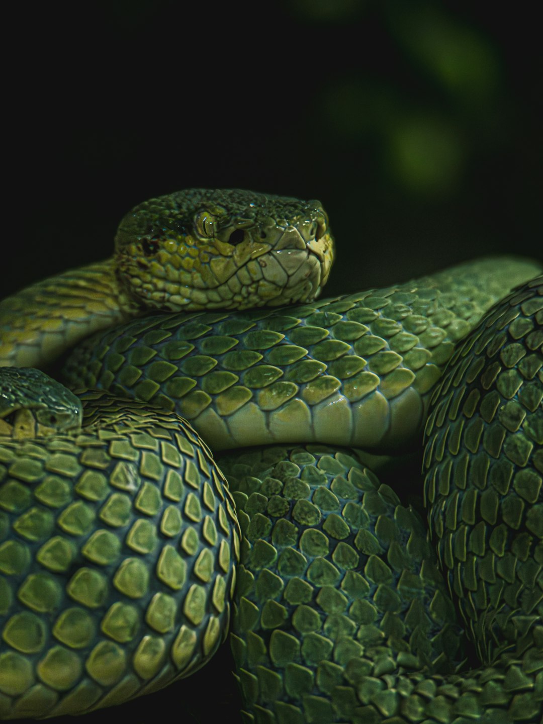 A Comprehensive Overview of the World's Venomous Snakes and Their ...