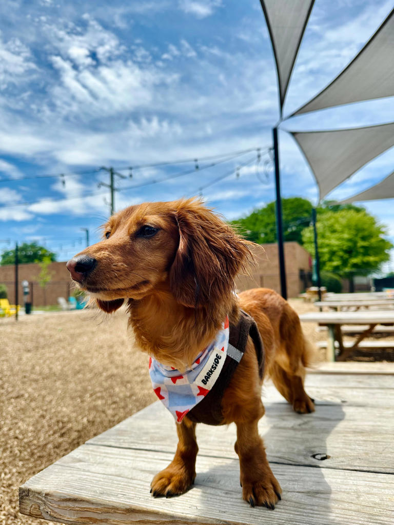 Is Detroit a pet-friendly city? What a recent analysis said about the city