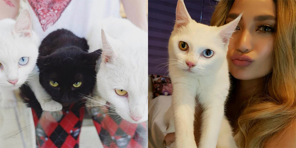 LIST: Pinoy personalities with a houseful of cats