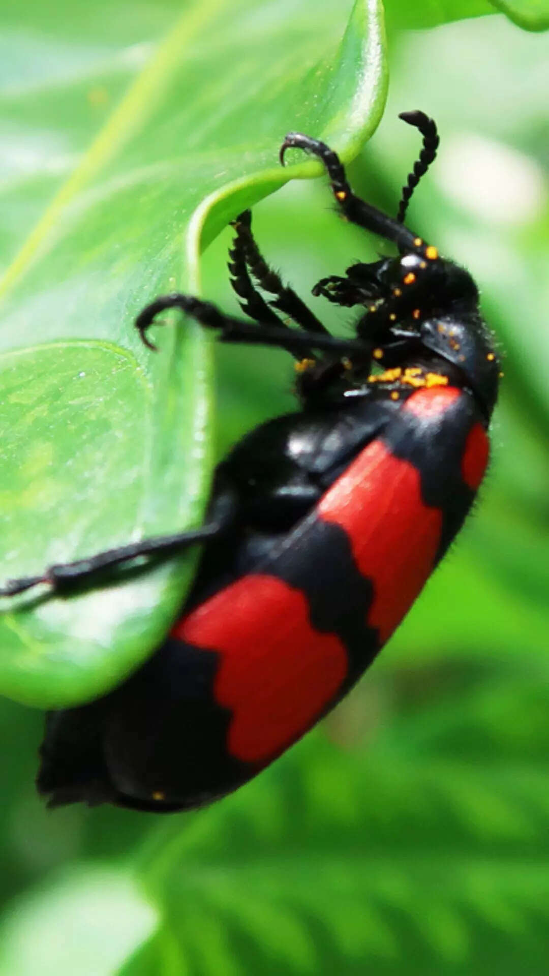 9 backyard insects and bugs that actually help your garden