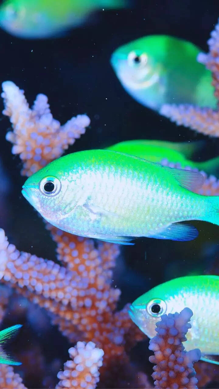 8 vibrant green-coloured fish found in the Indian Ocean