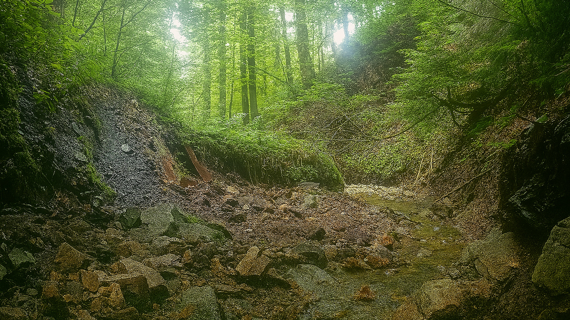 Astore contro allocchi – Uno scatto incredibile da una fototrappola