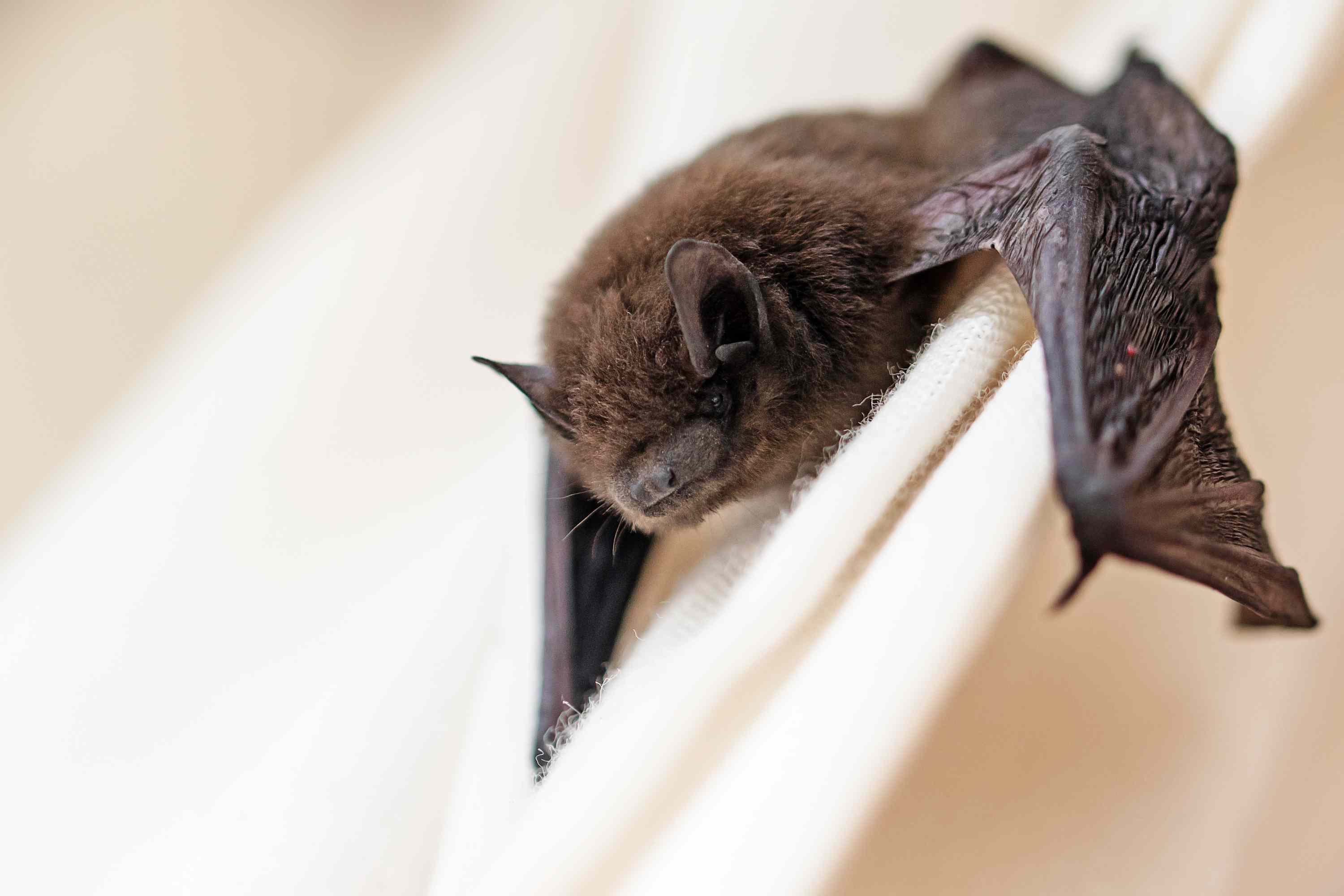 The Right Way to Remove Bats from Your Home—and Keep Them Out for Good