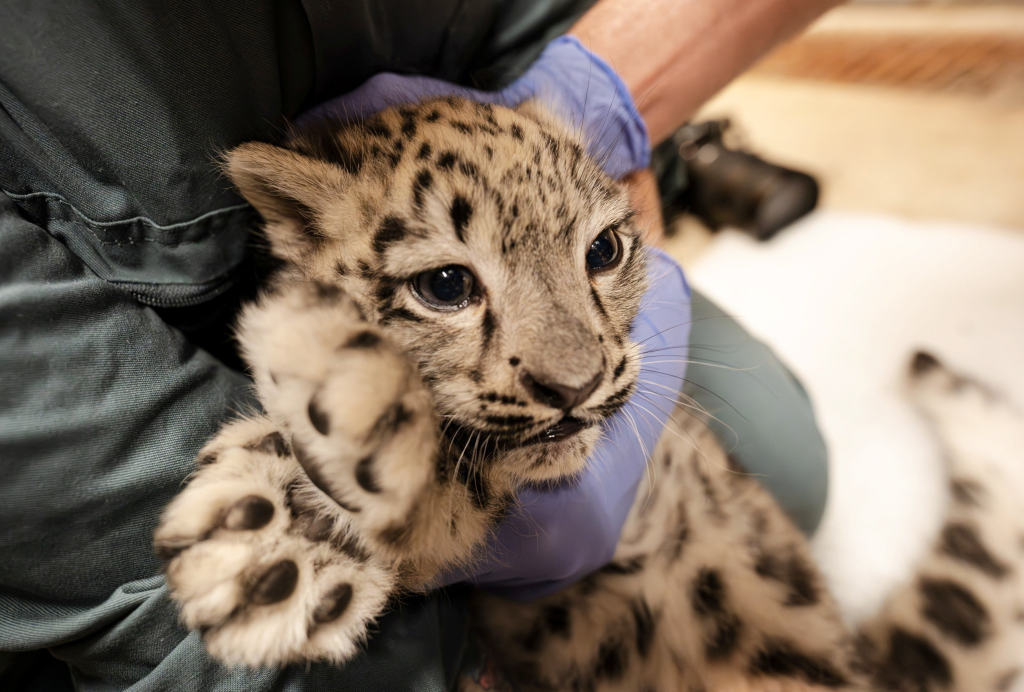 Rare baby snow leopard gets first health check at zoo
