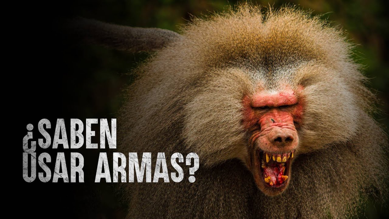 Cómo Sobrevivir Los 5 Primates Más Letales