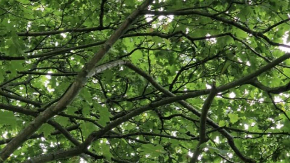 Optical illusion: Only people with 20/20 vision can find the hidden ...