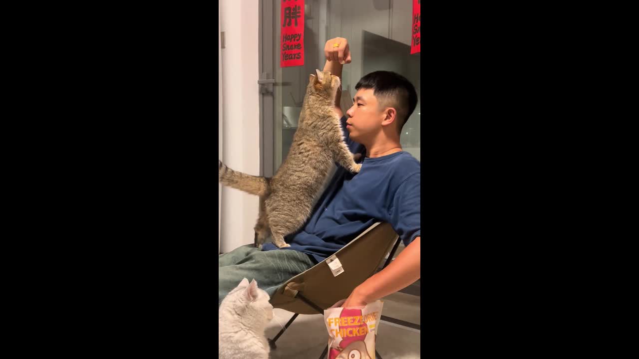 Cat playfully reaches for snack in Chongqing, China