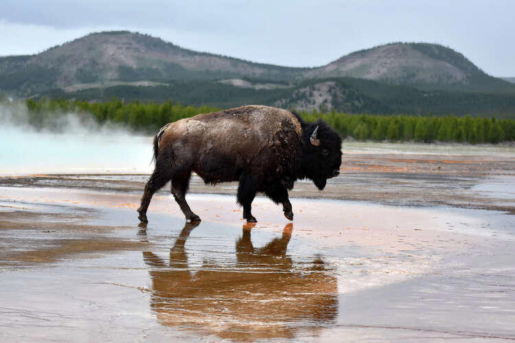 Visitors can't stop walking through - and drinking from - Yellowstone's ...