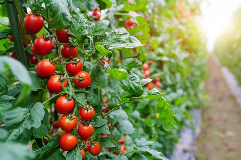 Tomatoes will grow a bigger and juicier crop if fed 1 natural item ...
