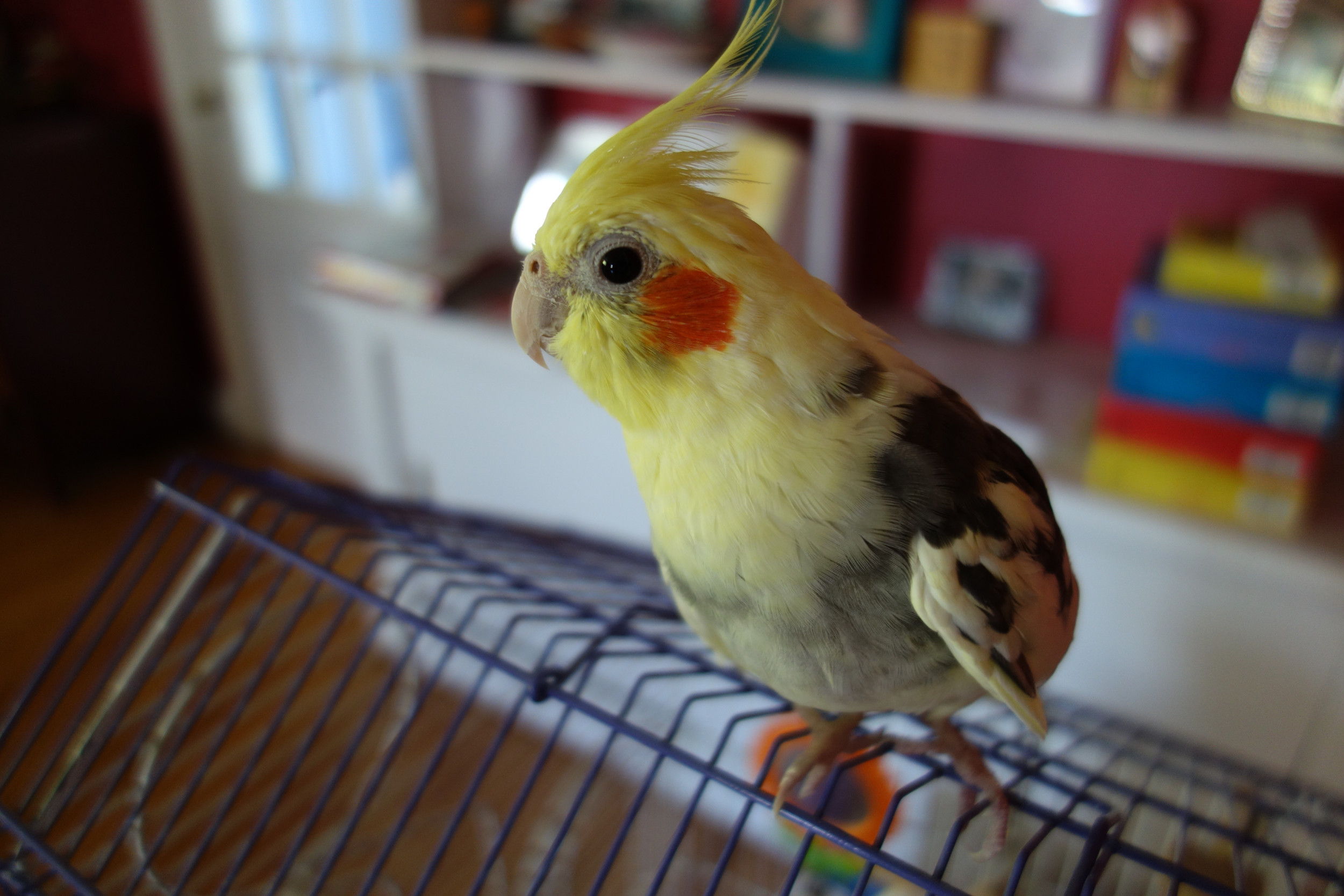Pet bird uses spot-on iPhone alarm impression to wake sleeping owner
