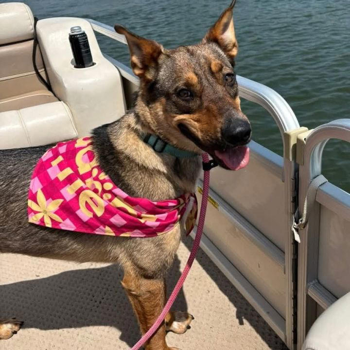 FURRY FRIDAY: Meet Rhea the dog