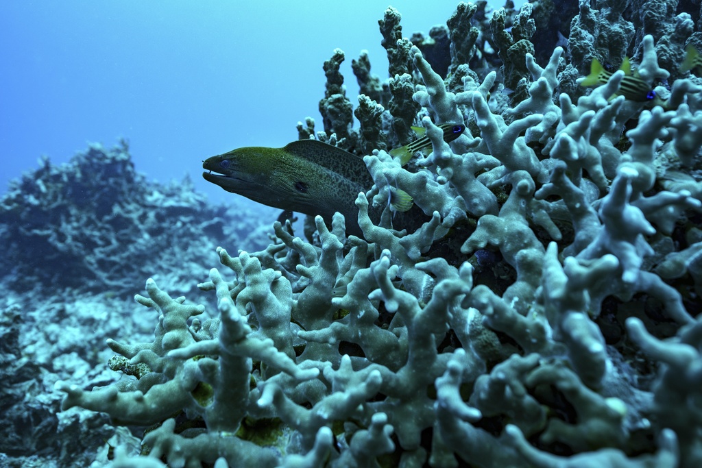 In disaster-prone Vanuatu, photos show sea animals returning to ...