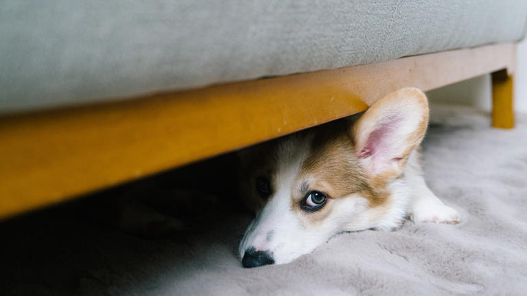 Telltale Signs Your Pet Hates Your New Partner