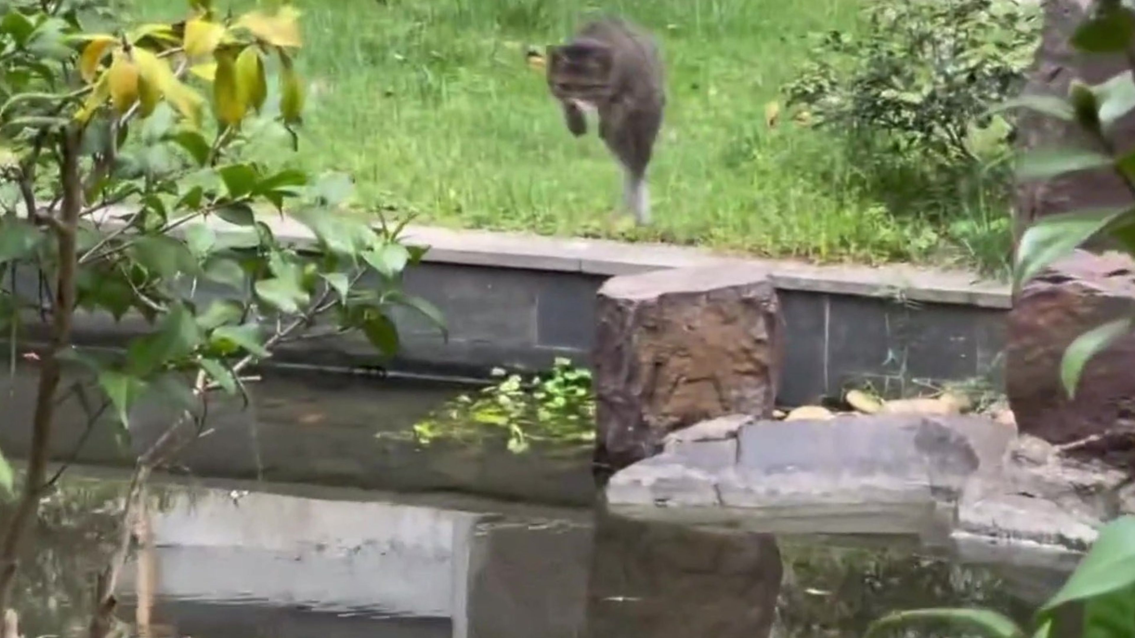 Stray cat misjudges leap and falls into stream