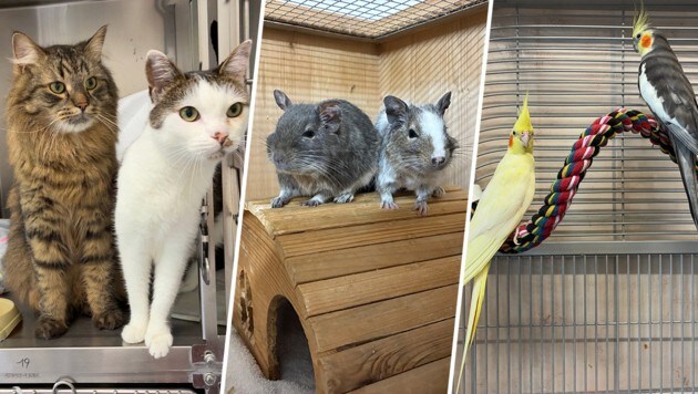 „Wer will mich?“: Diese Tiere haben kein Zuhause