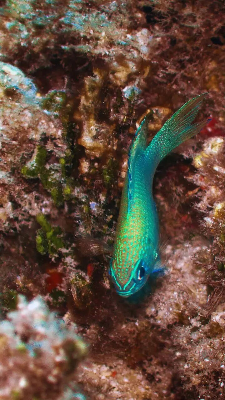 8 vibrant green-coloured fish found in the Indian Ocean