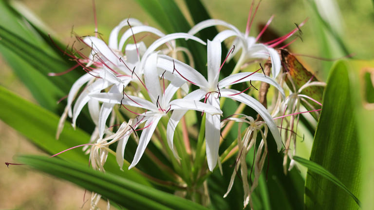 Low-Maintenance Perennial Plants That Hardly Need Any Attention To Thrive