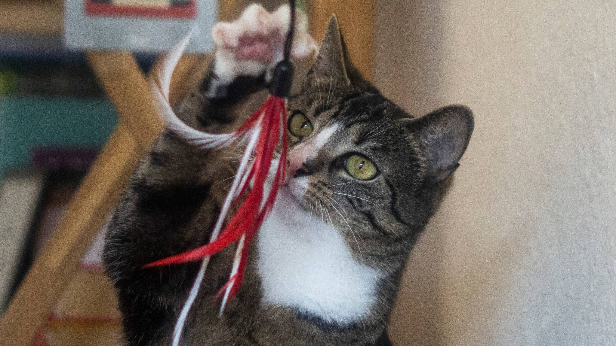 Weltkatzentag 2025: Sechs Katzen-Fakten, die Sie noch nicht kannten