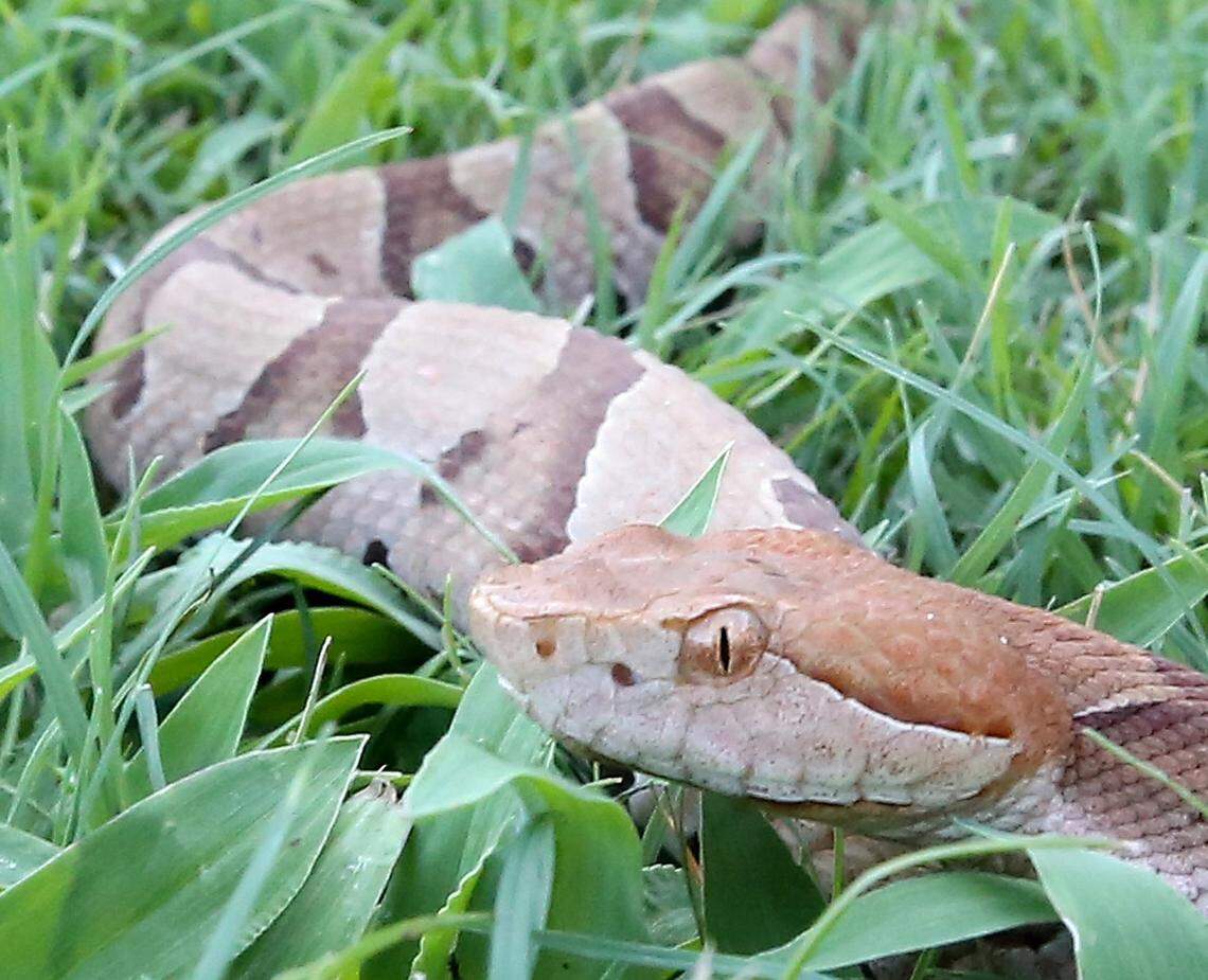 Copperheads surging around SC right now. Here's why and how to stay ...