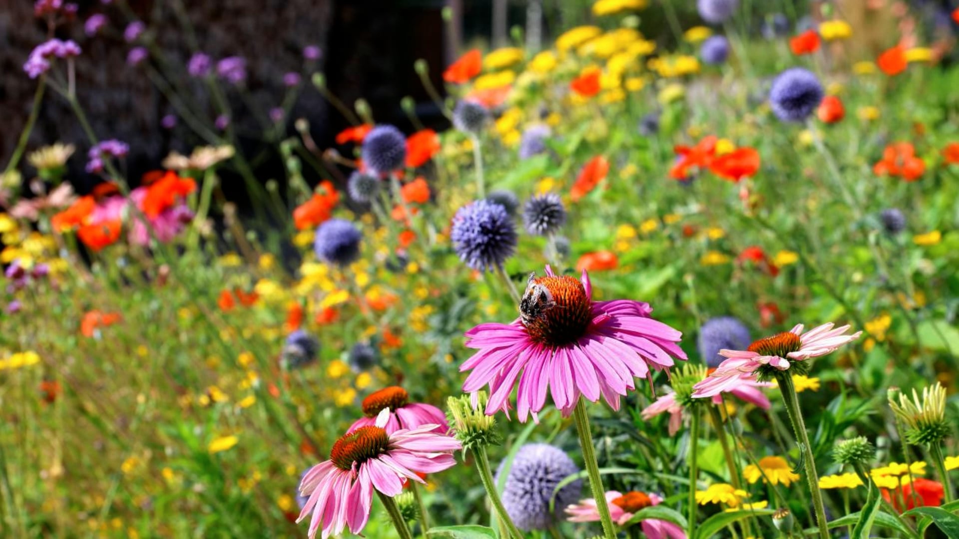 Quali Fiori Recidere Ad Agosto Per Una Fioritura Prolungata