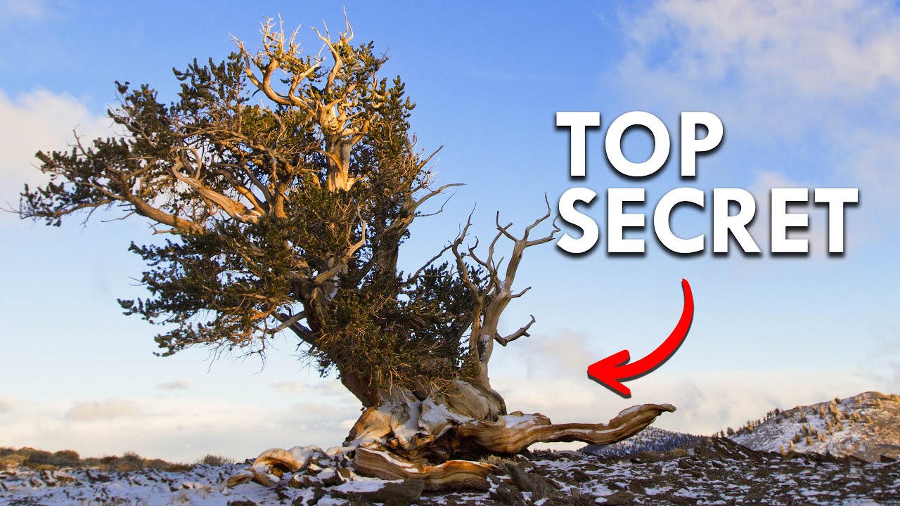 The Location of This 5000 Year-Old Tree is Top Secret