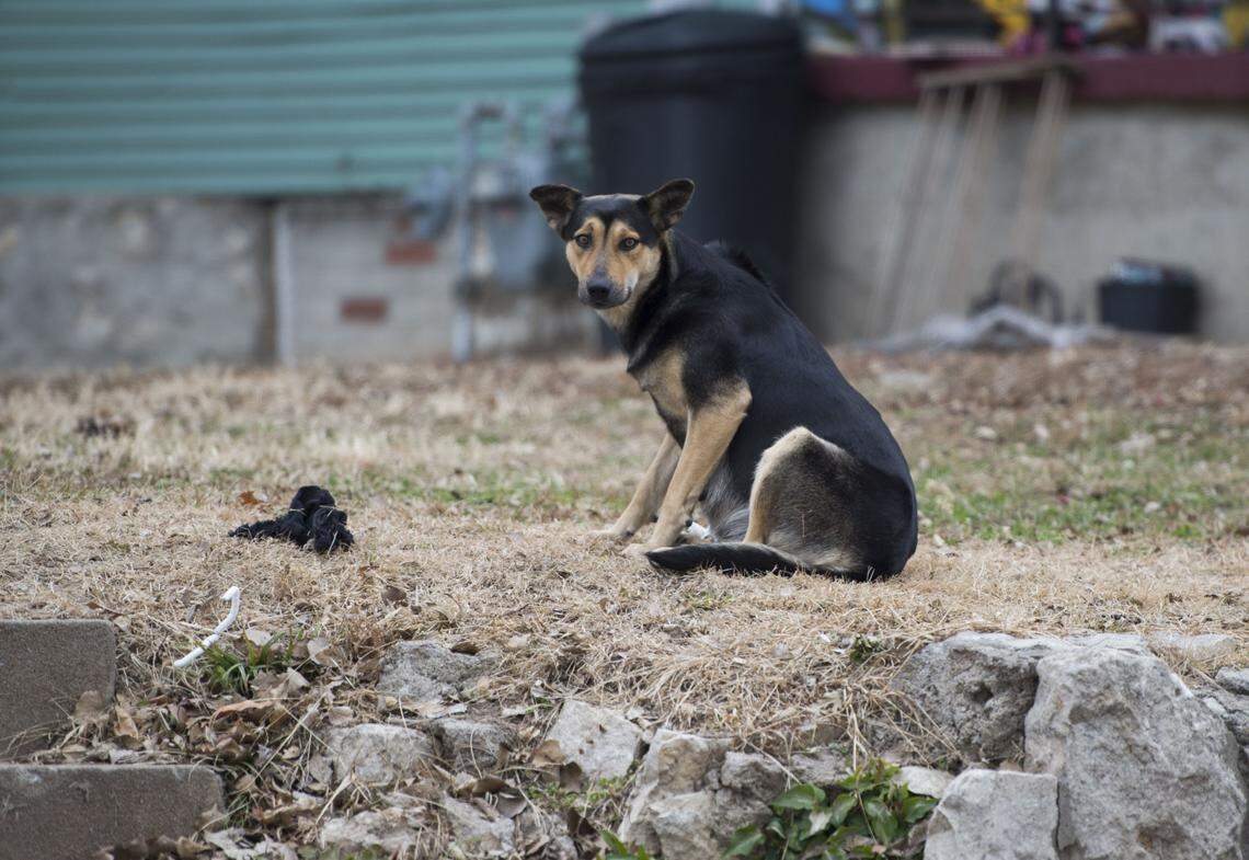 Kansas dog owners sue police for ‘unwarranted' killing of pets last year