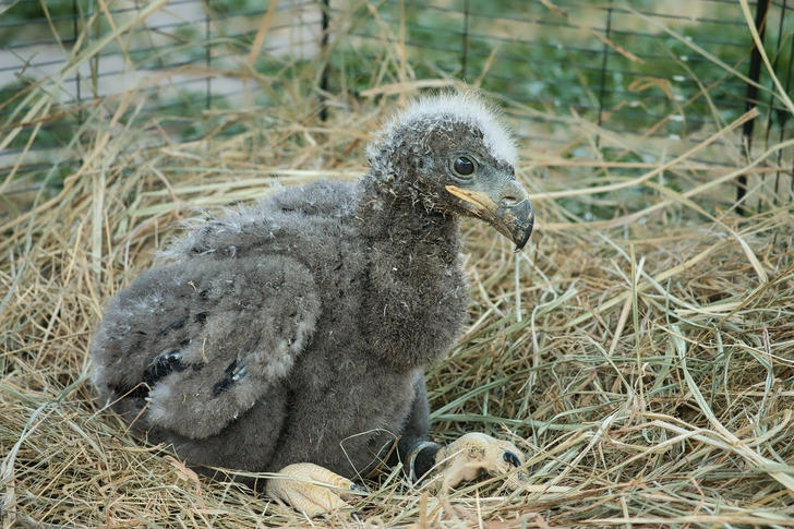 10 Pichones de aves que parecen más de otro mundo que de sus propios padres