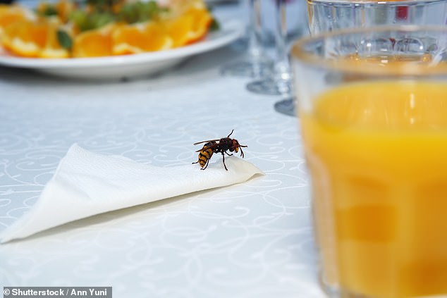 Scientist reveals what you should REALLY do if wasps gatecrash your picnic