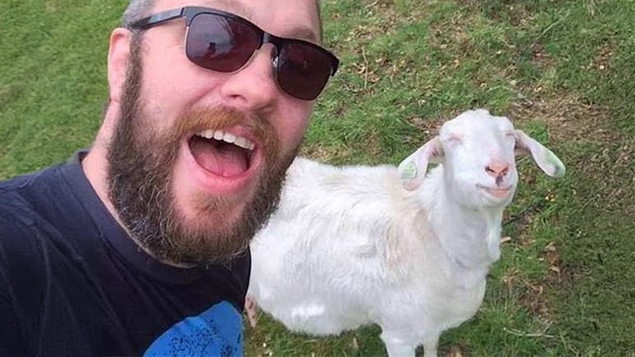 Animals understand emotions better than you think