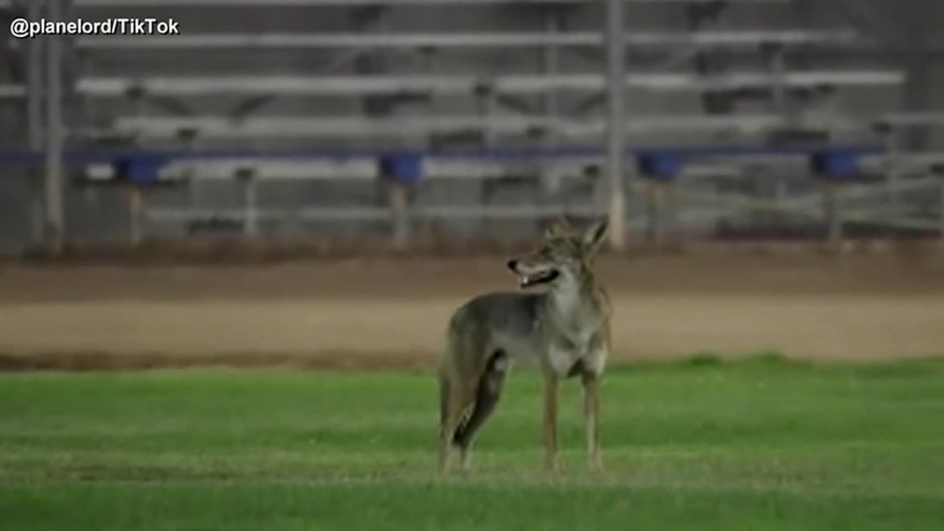 Video shows moment coyote attacks boy at softball game