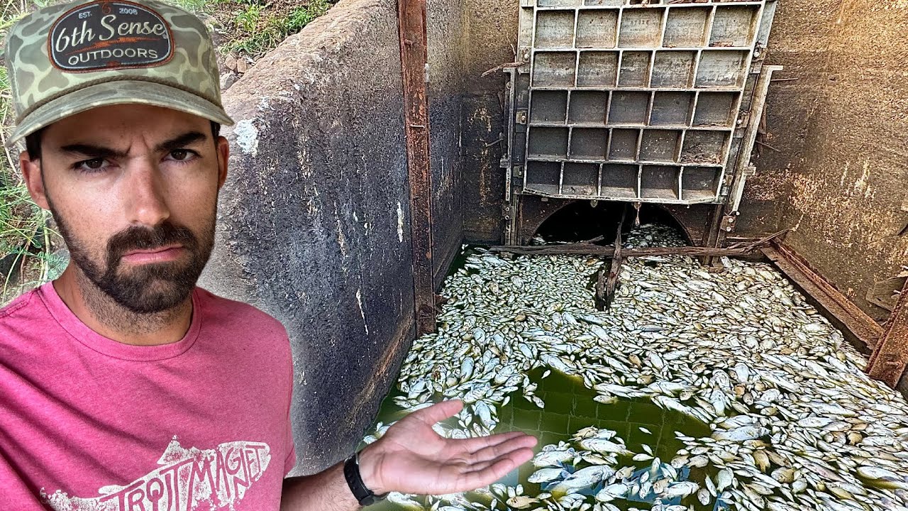 Drained lake kills fish while rescuing what remains alive