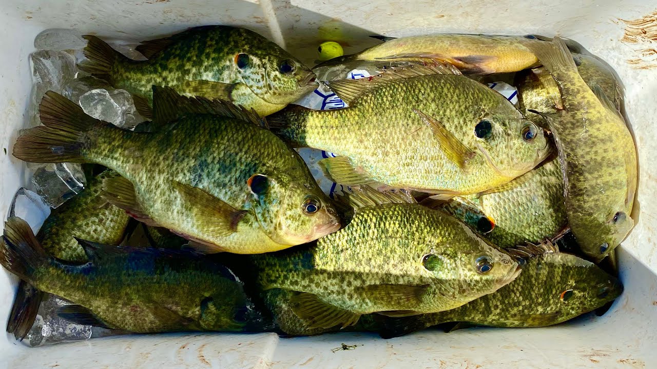 Easy bank fishing method slays slab redear and bluegill
